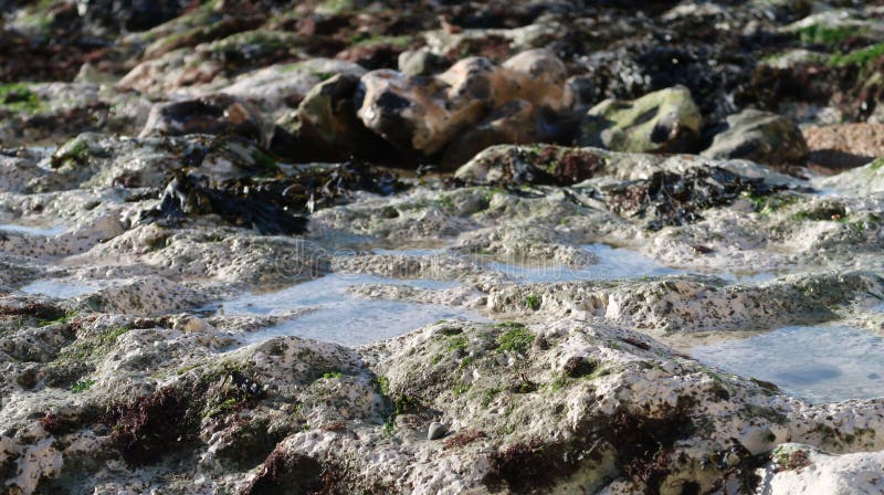 Rock Pools Along the South Coast of England. Stock Photo - Image of ...