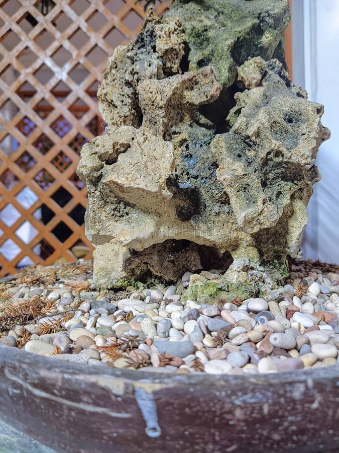 Rock on pot stock photo. Image of plant, wood, wall - 229884090