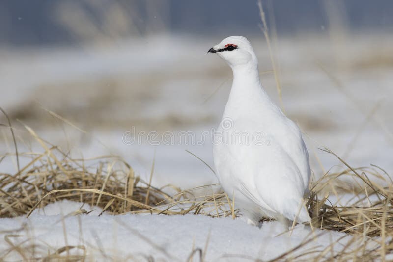 Rock Ptarmigan Male Standing in the Snow among the Grass Stock Photo ...