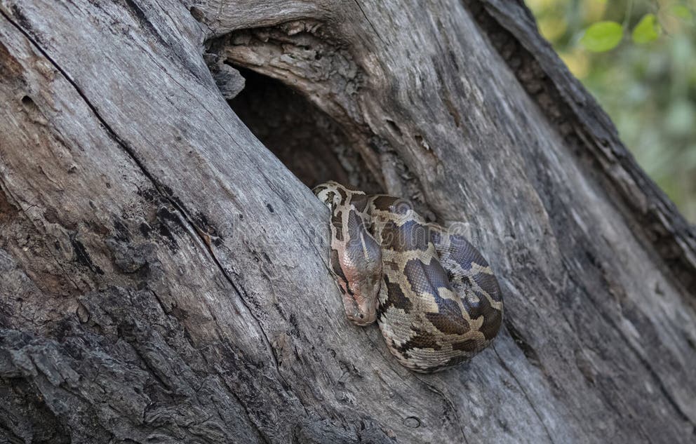 Rock Python stock image. Image of large, detail, natural - 373593687