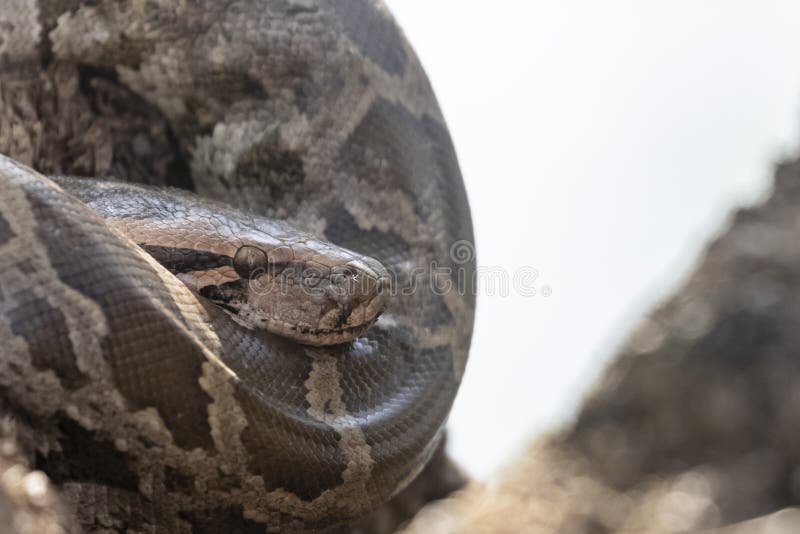 Rock Python Stock Image Image Of Season Lizard Sculpture 373830619