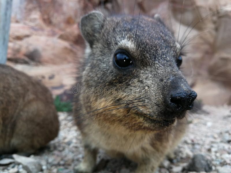 Rock rabbit stock photo. Image of nose, rabbit, rock - 12623014