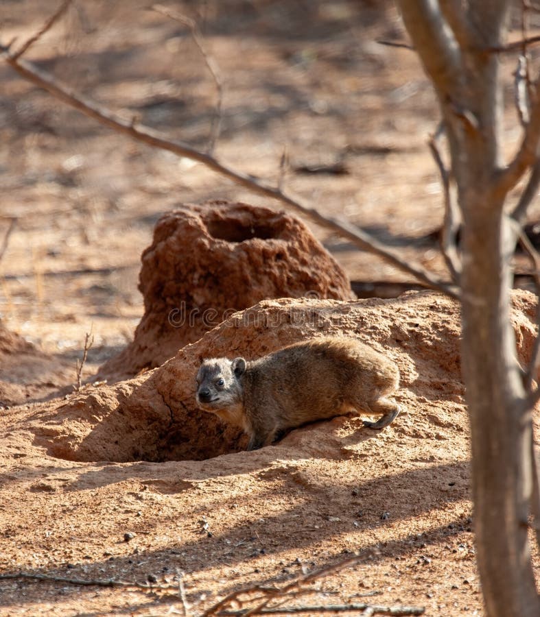 Rock rabbit or dassie stock image. Image of hyrax, procavia - 36152639