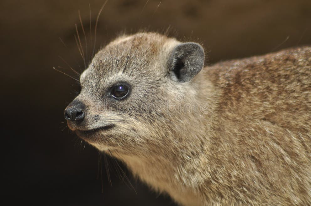 Rock rabbit face stock photo. Image of mouth, rabbit - 12623310