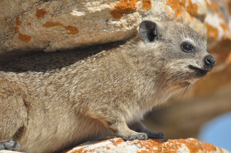 Rock rabbit getting up stock image. Image of nose, rabbit - 12623117
