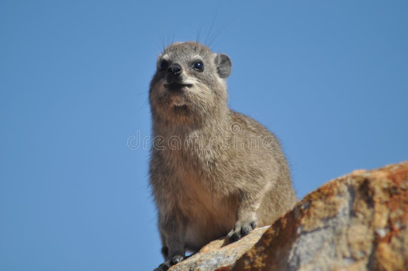 Rock rabbit sitting stock photo. Image of mounth, eyes - 12622826