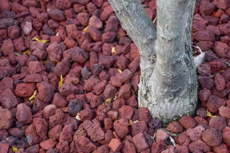 Rock and Red Soil Under the Base of the Tree Stock Photo - Image of ...