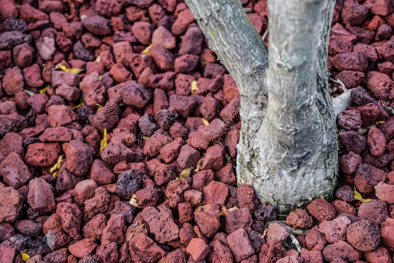 Rock and Red Soil Under the Base of the Tree Stock Photo - Image of ...