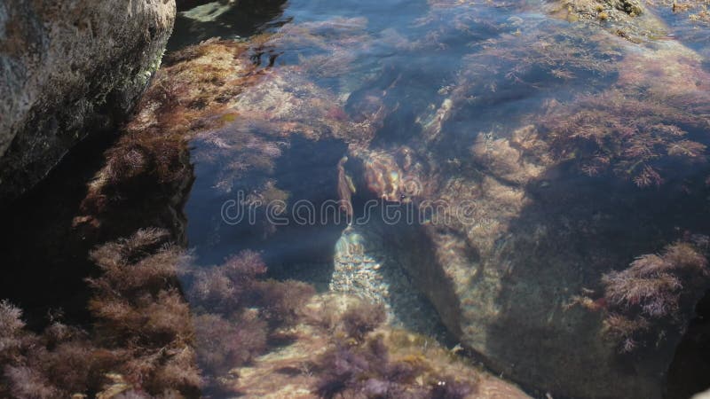 Rock and Reef Covered with Moss and Algae Washed by Foam Waves in Sea ...