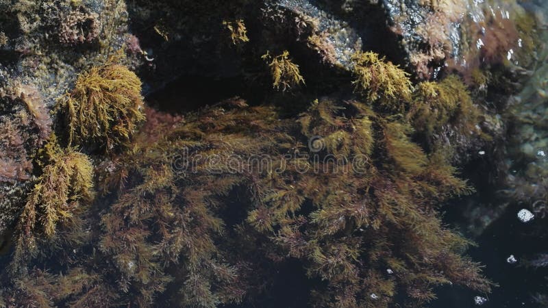 Rock and Reef Covered with Moss and Algae Washed by Foam Waves in the ...