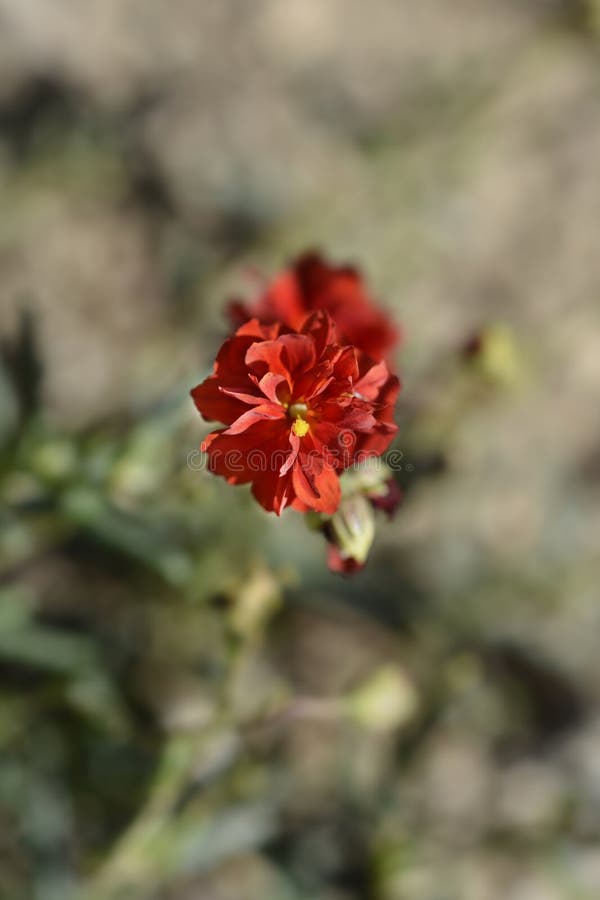 Rock rose Amabile Plenum stock photo. Image of spring - 319901656