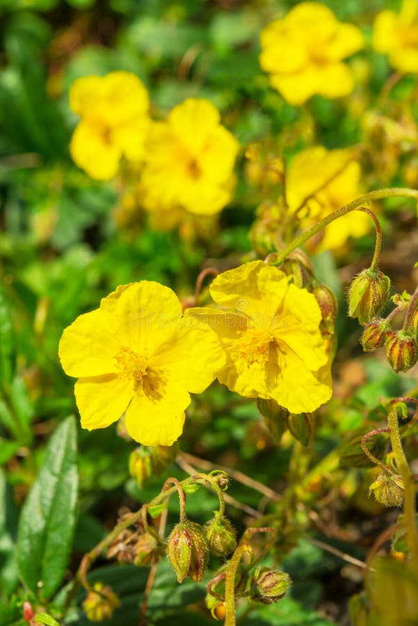 Rock rose stock photo. Image of spring, rose, eire, nature - 32006952