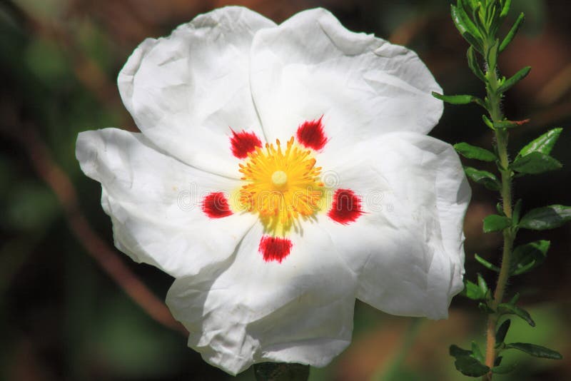 Rock Rose flower close-up stock photo. Image of flora, field - 684828
