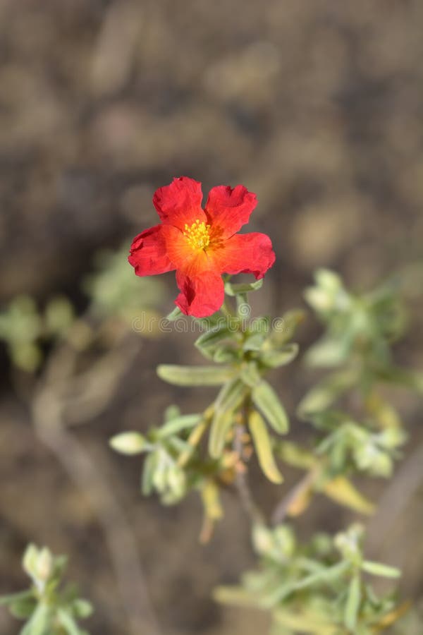 Rock rose Fire Dragon stock photo. Image of plant, close - 221109636