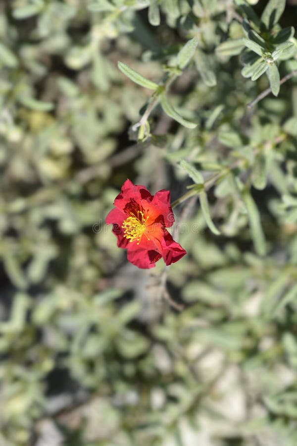 Rock rose Fire Dragon stock image. Image of flower, plant - 247101335