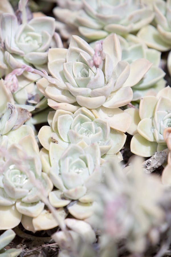 Rock Roses stock image. Image of rock, stem, semi, petals - 36092165