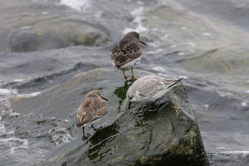 Rock Sandpiper and Dunlin Sanderling Stock Photo - Image of shorebird ...