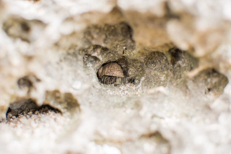 Rock sea shell stock photo. Image of rock, small, hiding - 101598050