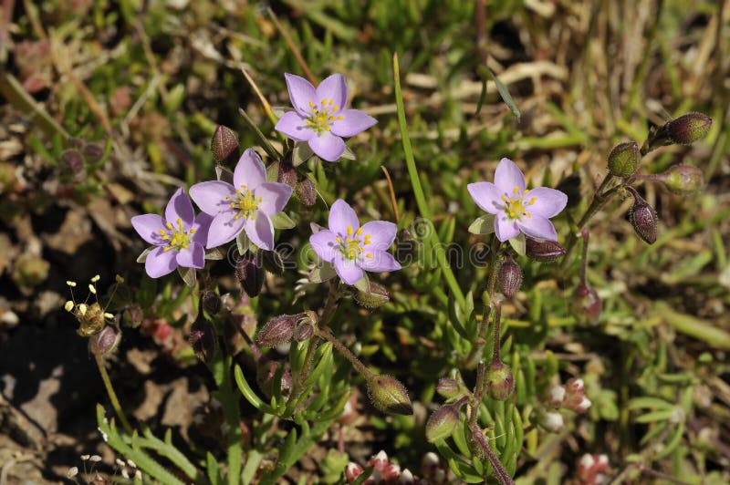 Rock Sea-spurrey stock photo. Image of pink, anthers - 48583950