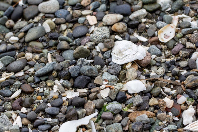Rock and Shell on the Ground Stock Photo - Image of brown, backgrounds ...