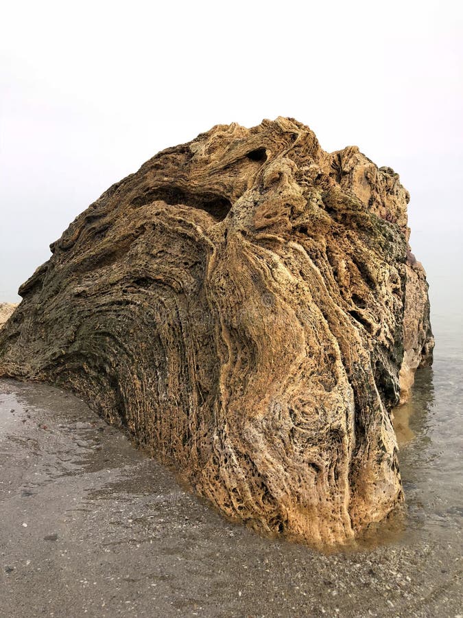 Rock of shellfish in water stock photo. Image of closeup - 110358888