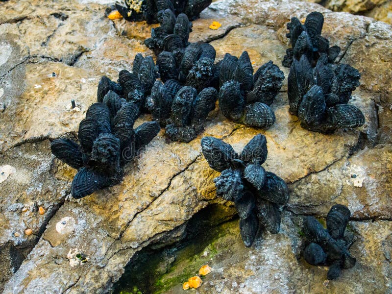 Rock with Shells stock image. Image of ruins, abstract - 38840763