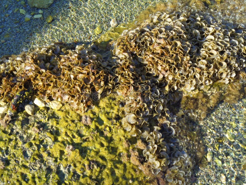 A Rock with Shells on the Stone Stock Image - Image of yellow, golden ...