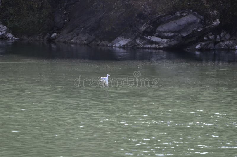 Rock at Shoreline of River Himachal Pradesh India Stock Photo - Image ...