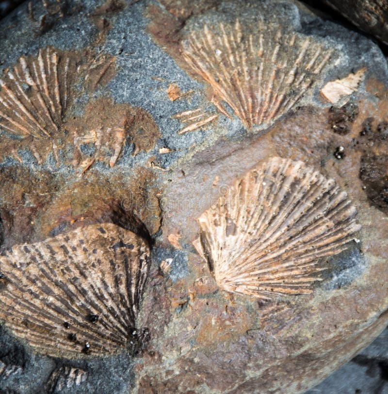 Fossils stock image. Image of reef, shells, multiple - 335347119