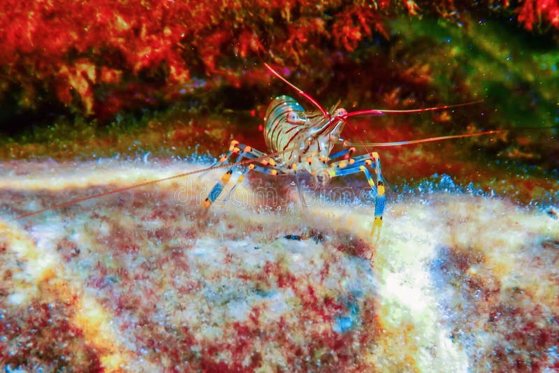 Rock Shrimp Underwater, Common Shrimp, Palaemon Serratus Underwater ...