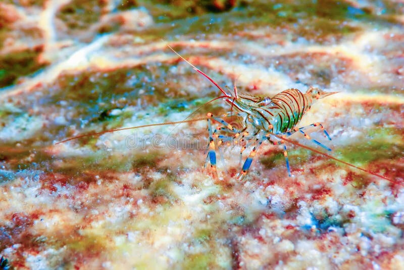 Rock Shrimp Underwater, Common Shrimp, Palaemon Serratus Underwater ...