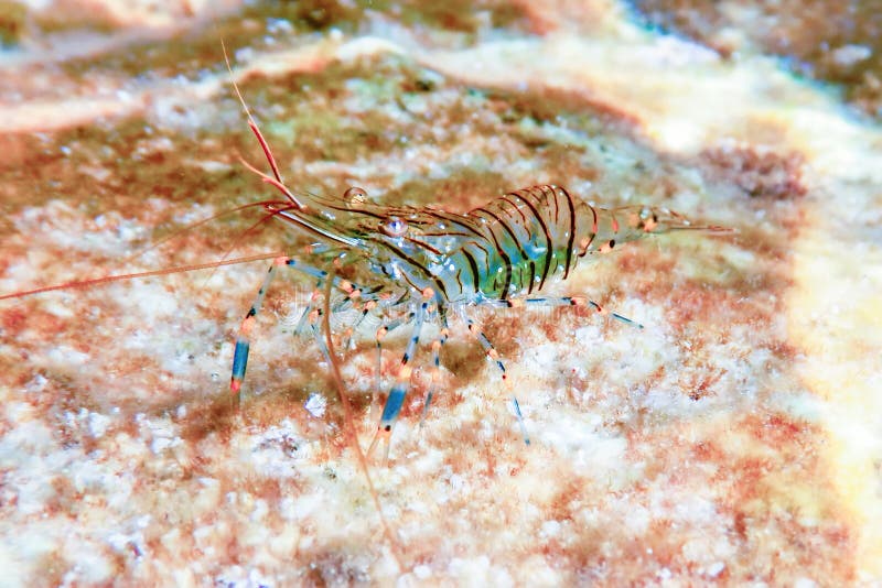 Rock Shrimp Underwater, Common Shrimp, Palaemon Serratus Underwater ...