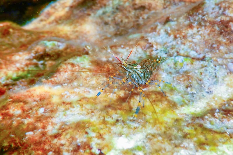 Rock Shrimp Underwater, Common Shrimp, Palaemon Serratus Underwater ...