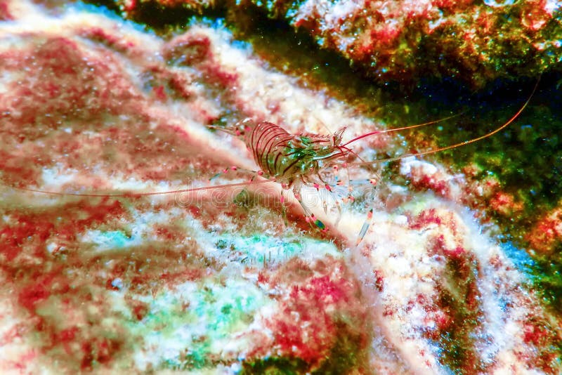 Rock Shrimp Underwater, Common Shrimp, Palaemon Serratus Underwater ...