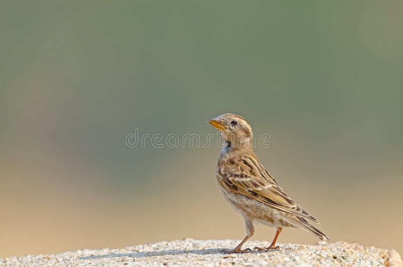 Rock Sparrow (Petronia Petronia) on Concrete Floor Stock Photo - Image ...