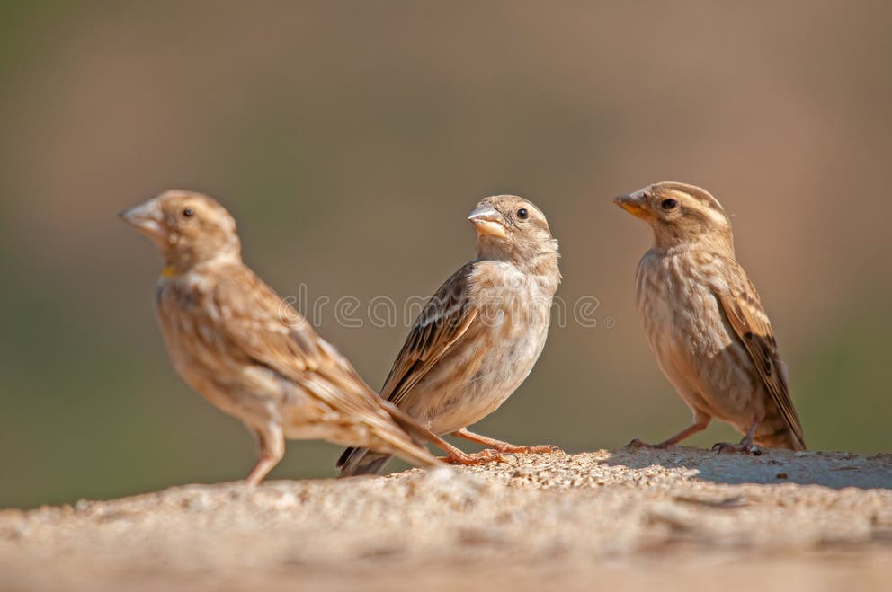 Rock Sparrows (Petronia Petronia) on Concrete Floor Stock Photo - Image ...