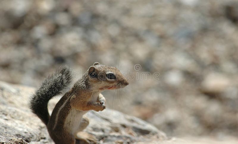 Rock Squirrel Picture. Image: 2235759