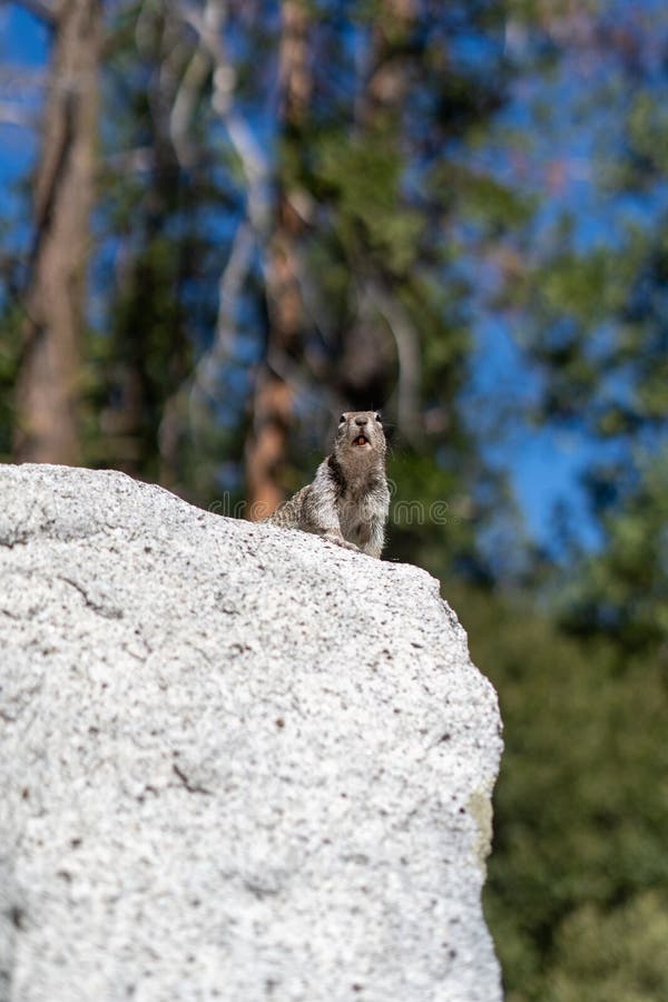 Rock Squirrel on a Boulder Surrounded by Lush Greenery in a Forest ...