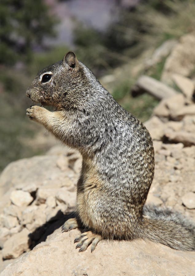 Rock squirrel stock photo. Image of black, animal, mexico - 25879058