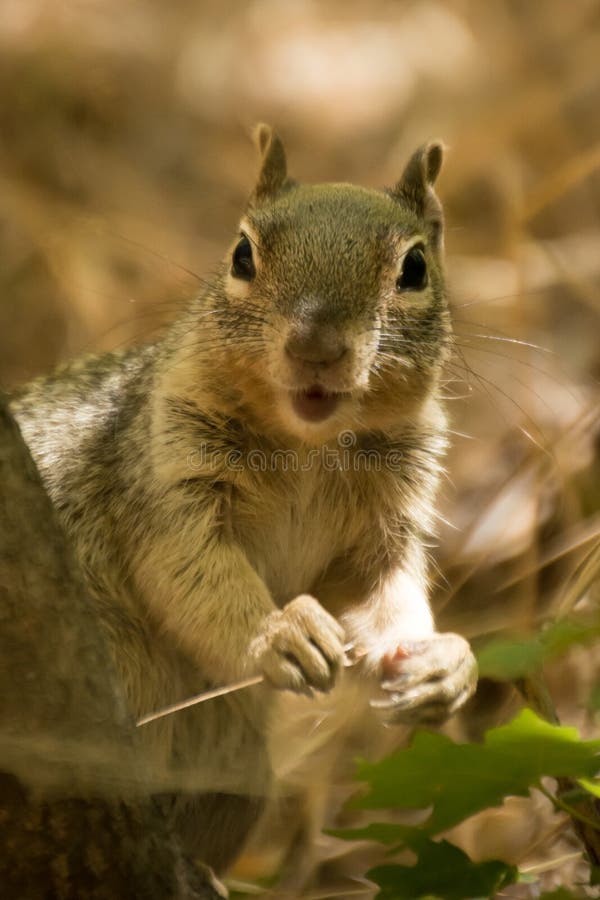 Rock Squirrel Stare stock image. Image of utah, park - 57593199