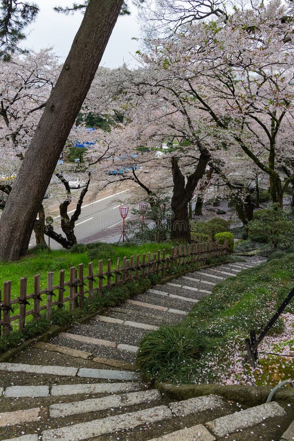 Rock Stairs and Bamboo Palisade Down Slope Covered by Sakura Tr Stock ...