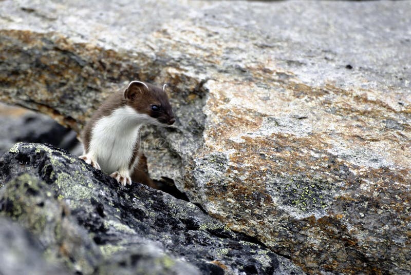 Gronostaj zdjęcie stock. Obraz złożonej z gronostaj - 13800314