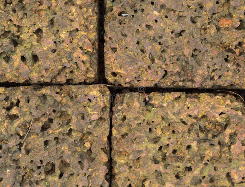 Rock stone. stock photo. Image of survive, sprout, nature - 81461022