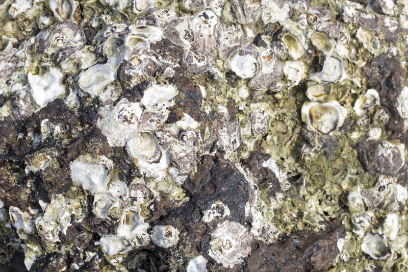 Rock, Stone or Boulder on the Shore with Shells Remains Buried and ...