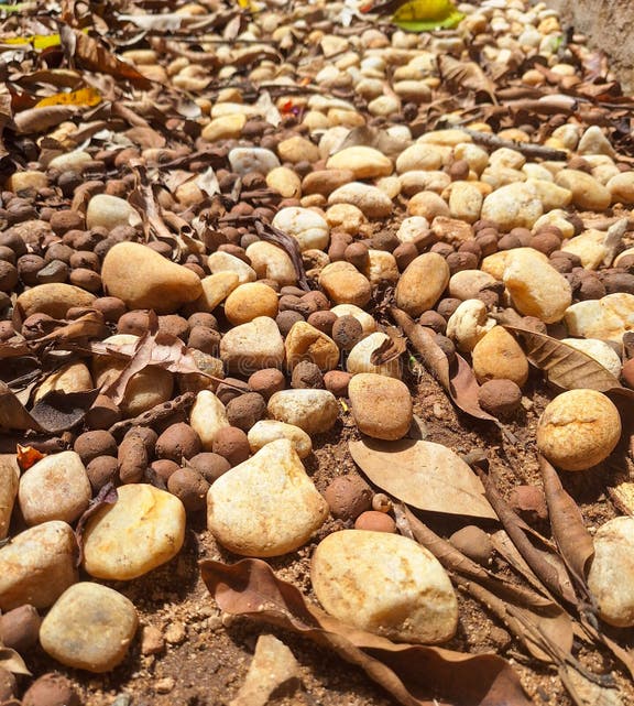 Rock and sun-dried leaves stock photo. Image of beautiful - 370920946