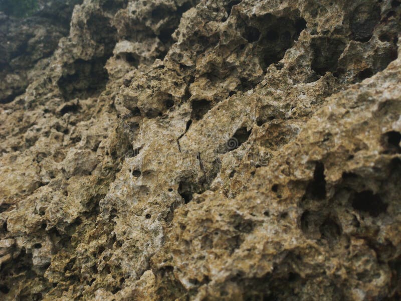 Rock surface on beach stock photo. Image of wood, surface - 203849894