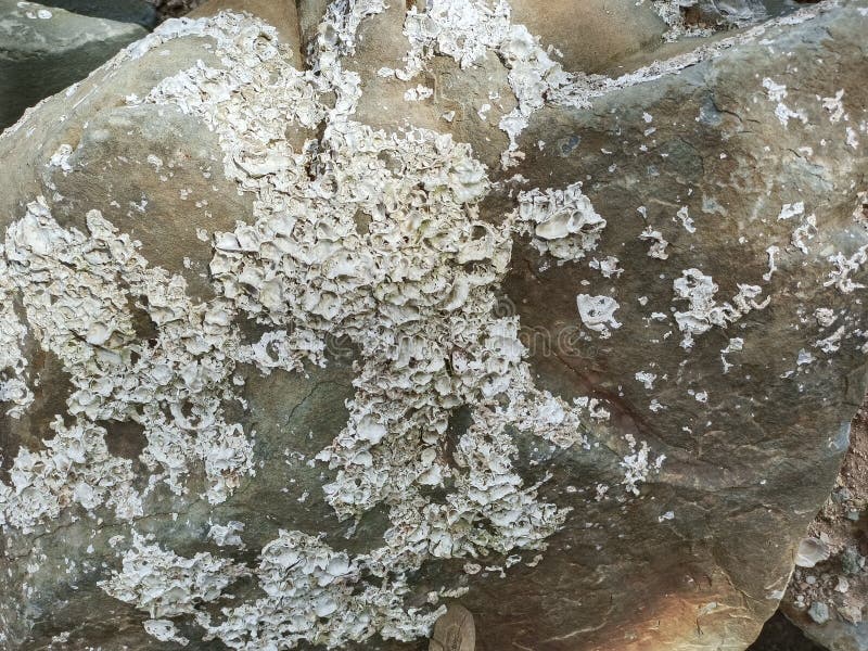 Rock Surface with Clustered Barnacles and Marine Textures Stock Image ...