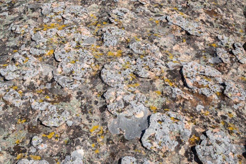 Rock Surface Lichens and Mosses Stock Photo - Image of nature, aged ...