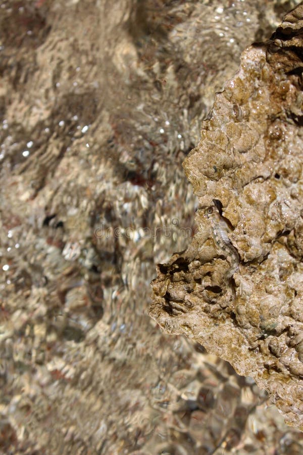 Submerged Rock Surface with Rippling Water Creating a Dynamic Light ...