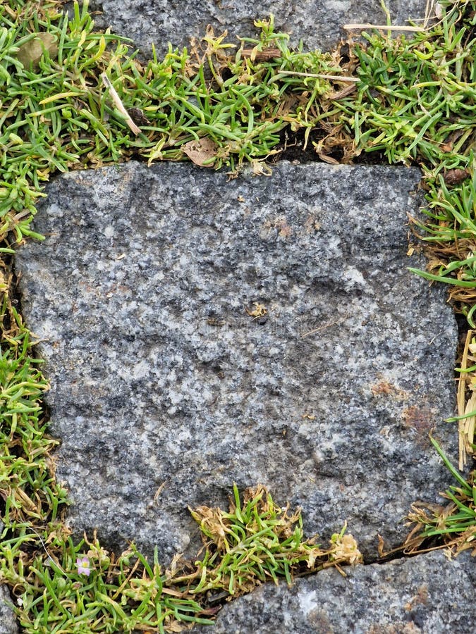 Rock surrounded in grass stock image. Image of grass - 253823329